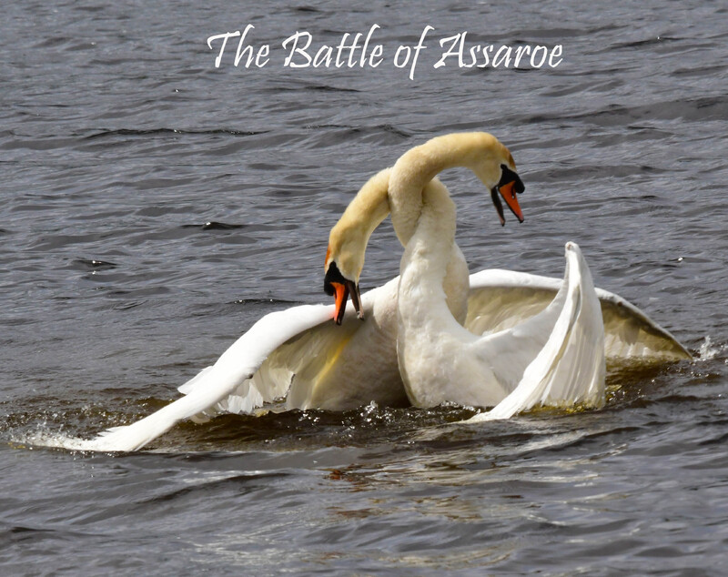 The Battle of Assaroe – Independent Shorts Awards